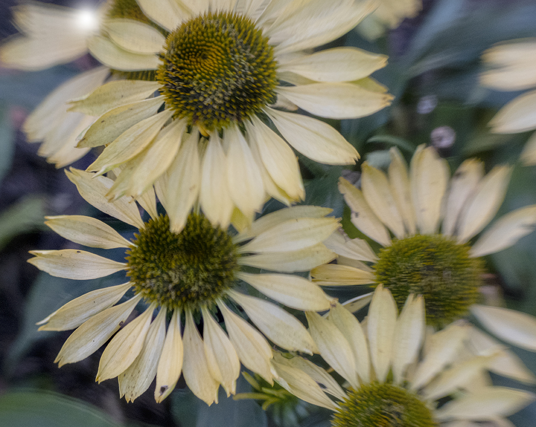 Flowers, Plants and Trees – Dinah Jayes Photography