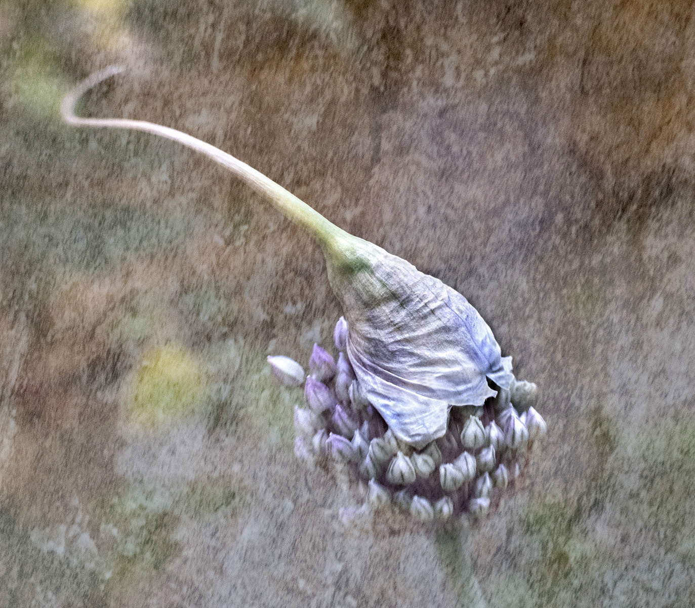 Flowers, Plants and Trees – Dinah Jayes Photography