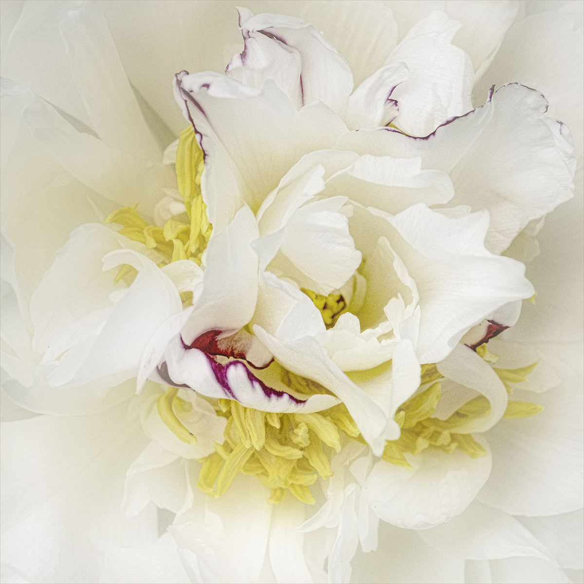 Flowers, Plants and Trees – Dinah Jayes Photography